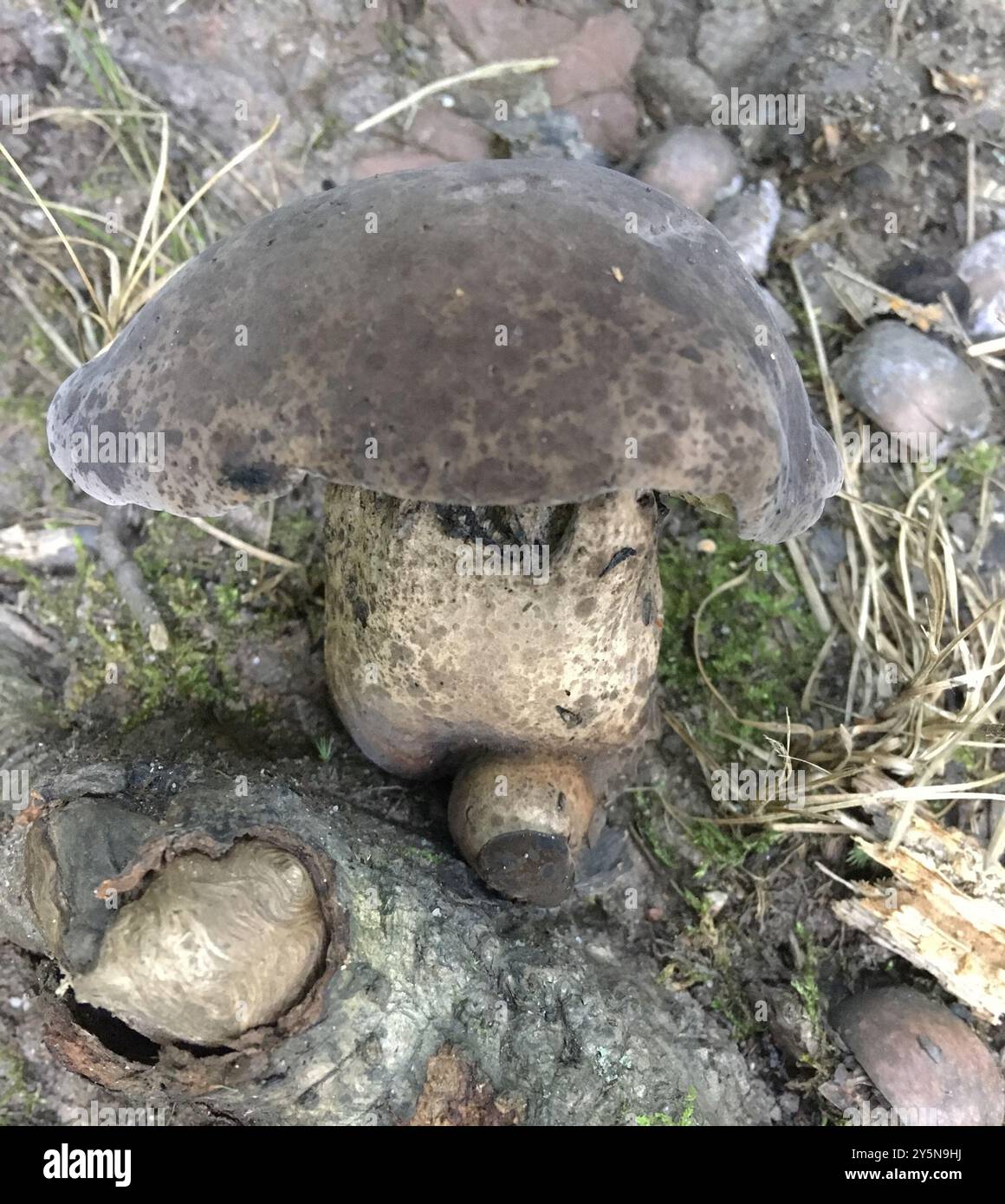 Black Velvet Bolete (Tylopilus alboater) Fungi Stock Photo - Alamy