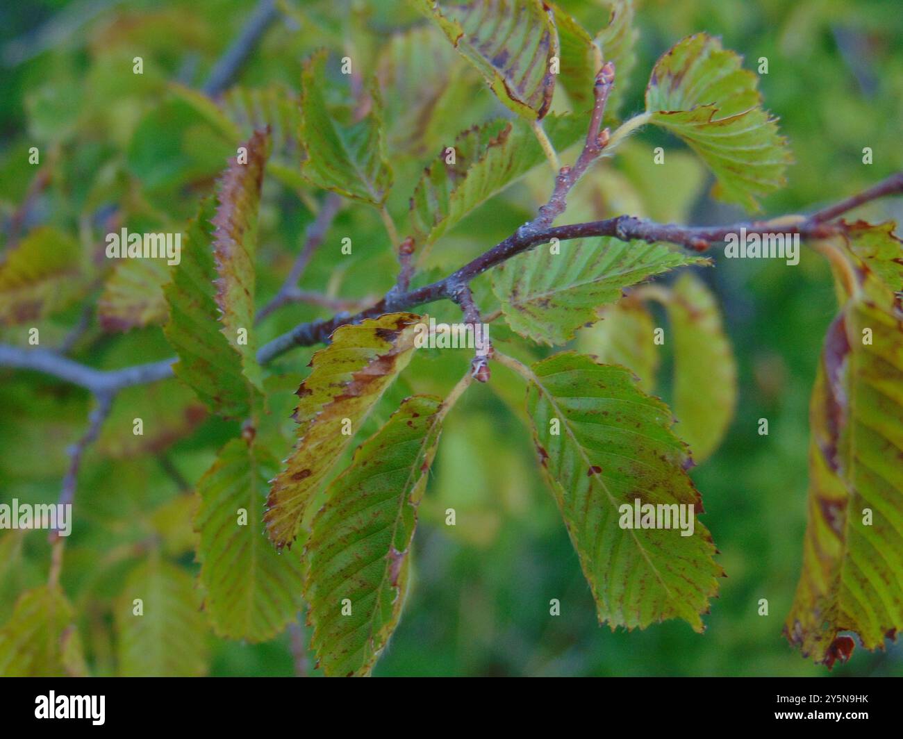Eastern Hornbeam (Carpinus orientalis) Plantae Stock Photo - Alamy