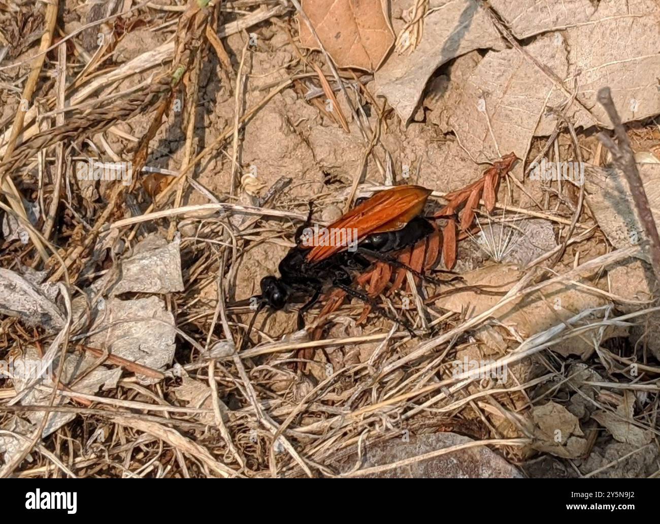 Thisbe's Tarantula-hawk Wasp (Pepsis thisbe) Insecta Stock Photo - Alamy