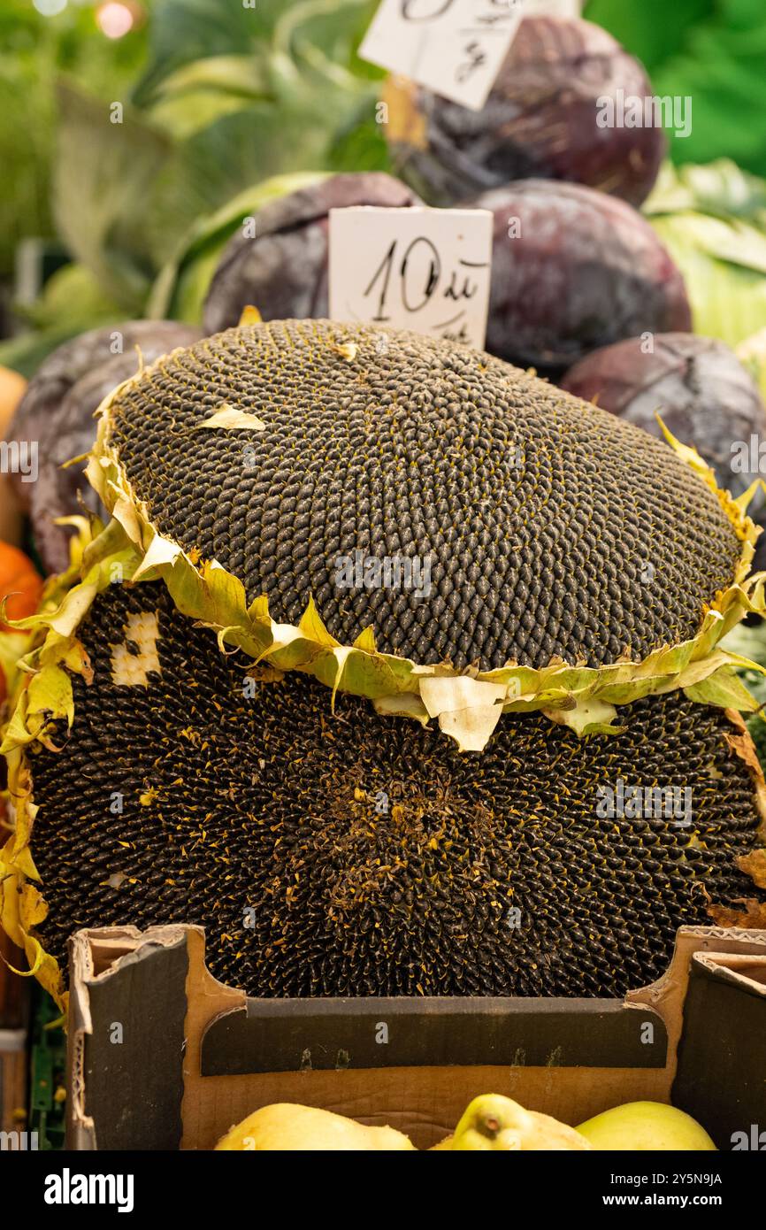 Giant sunflower heads for sale at Stary Kleparz Market, Krakow, Polant Stock Photo - Alamy