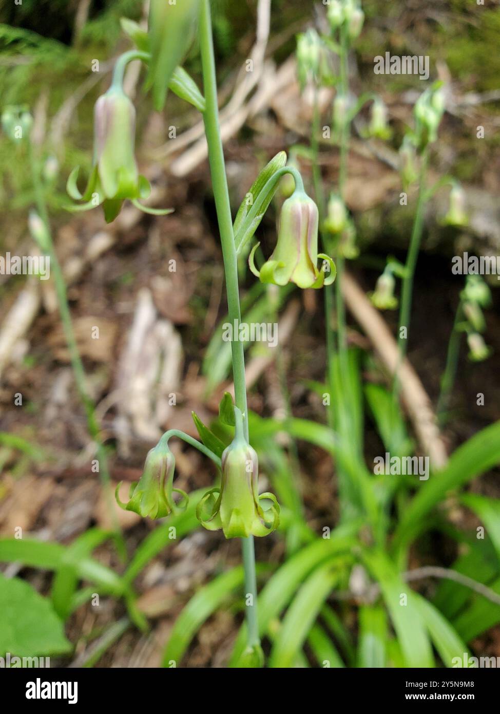 bronze-bells (Anticlea occidentalis) Plantae Stock Photo - Alamy