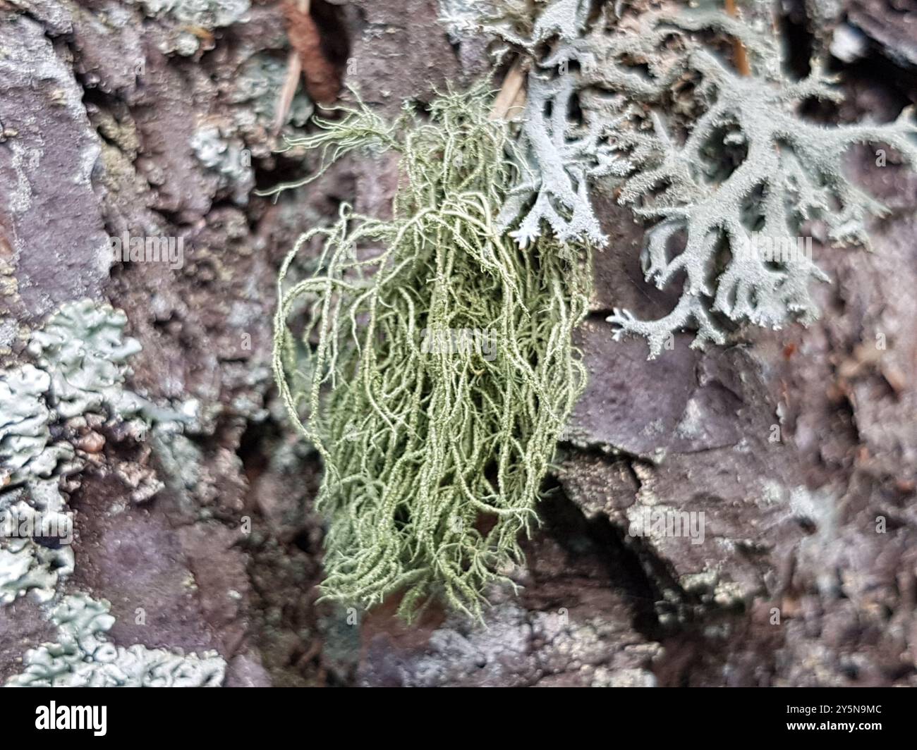Bristly Beard Lichen (Usnea hirta) Fungi Stock Photo - Alamy