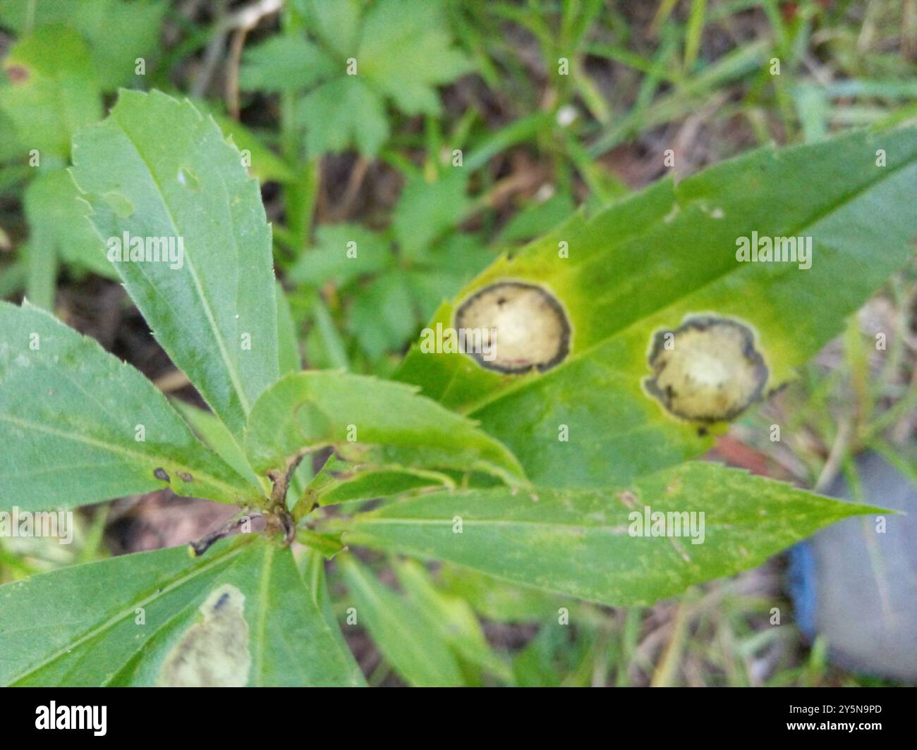Asteromyia Gall Midge Fungus (Botryosphaeria dothidea) Fungi Stock ...