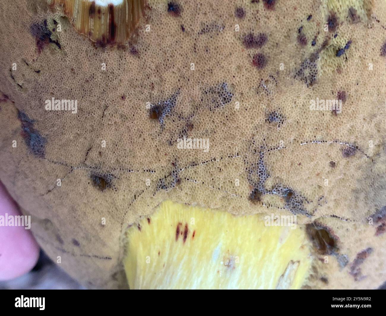 boletes (Boletaceae) Fungi Stock Photo - Alamy