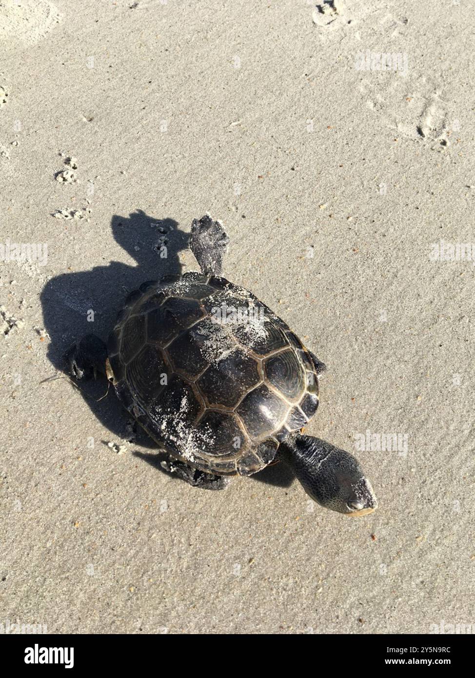 Diamondback Terrapin (Malaclemys terrapin) Reptilia Stock Photo - Alamy