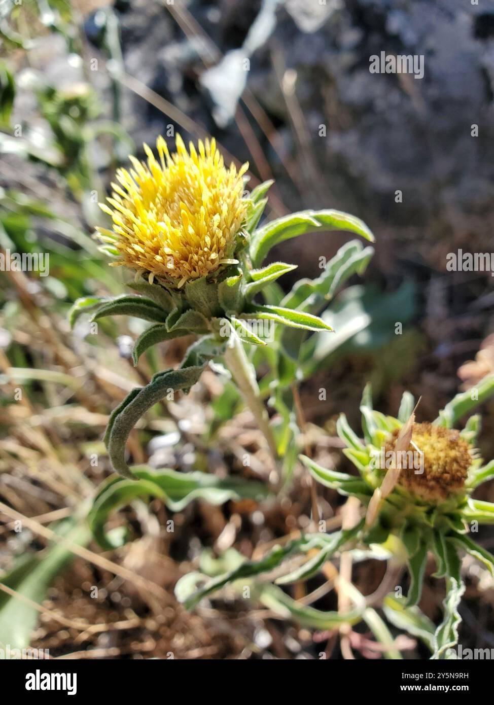 Large-flower Goldenweed (Pyrrocoma carthamoides carthamoides) Plantae ...