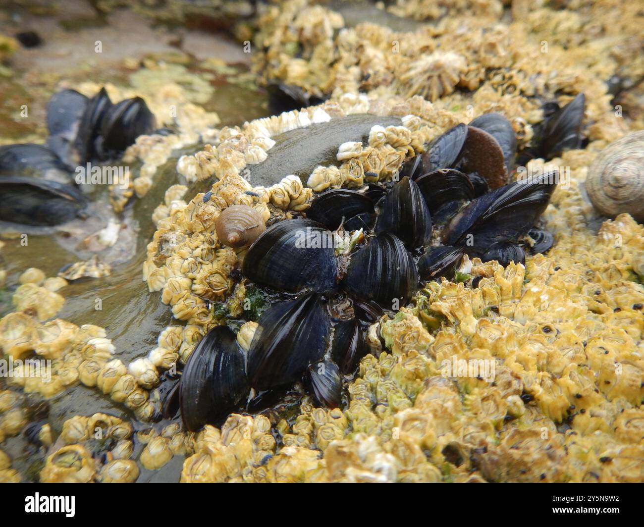 Blue Mussel (Mytilus edulis) Mollusca Stock Photo - Alamy