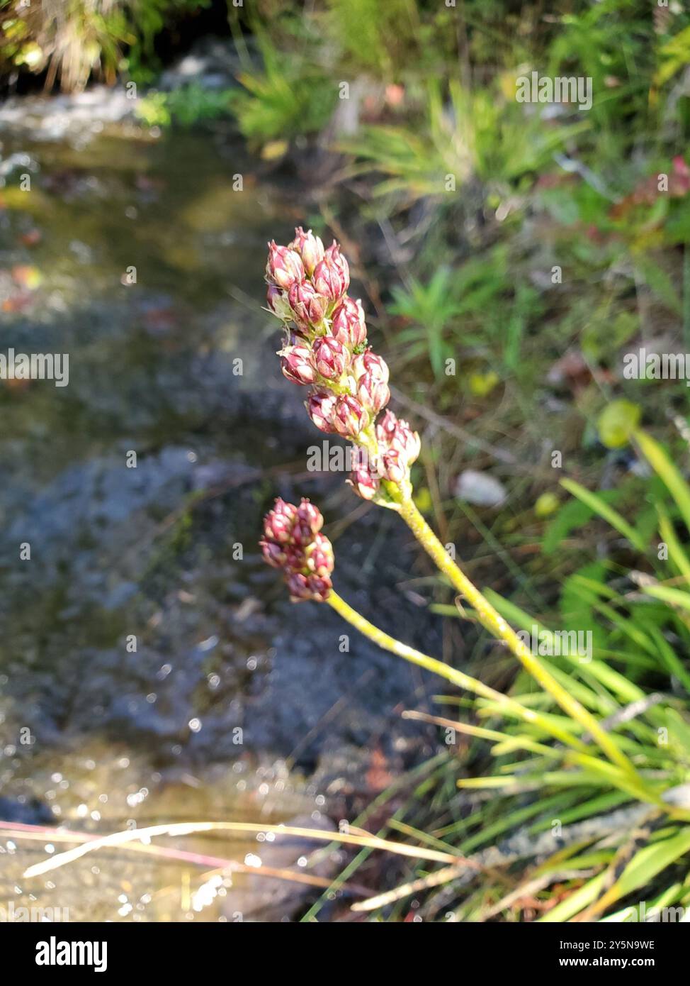 western false asphodel (Triantha occidentalis) Plantae Stock Photo - Alamy