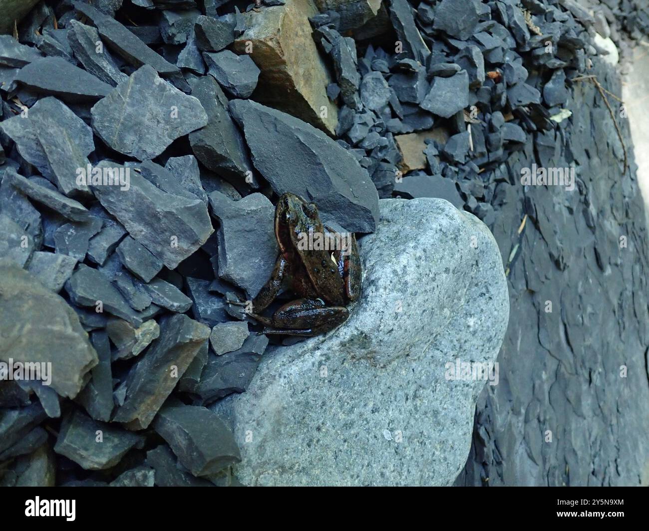 Northern Red-legged Frog (Rana aurora) Amphibia Stock Photo - Alamy
