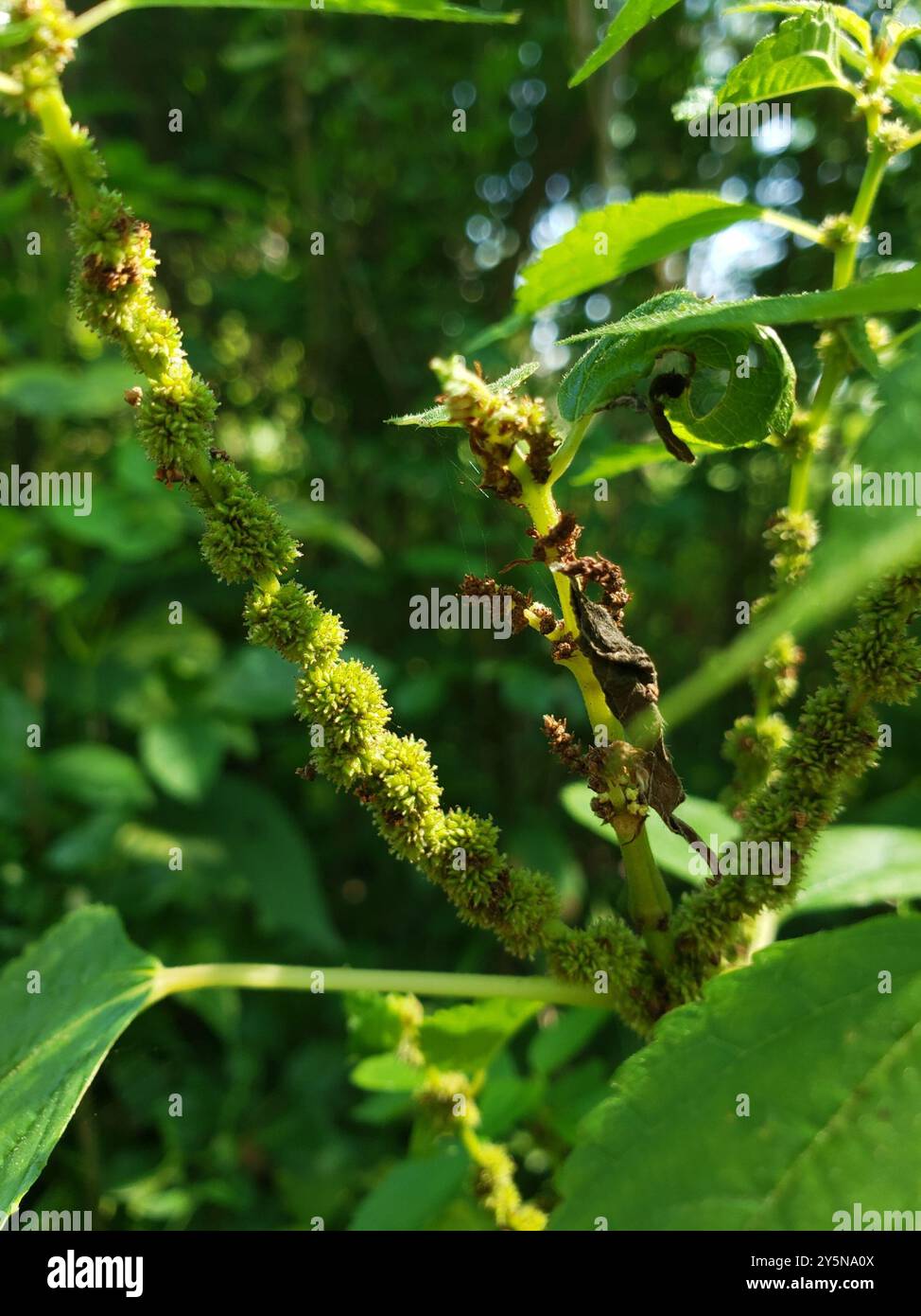false nettle (Boehmeria cylindrica) Plantae Stock Photo - Alamy