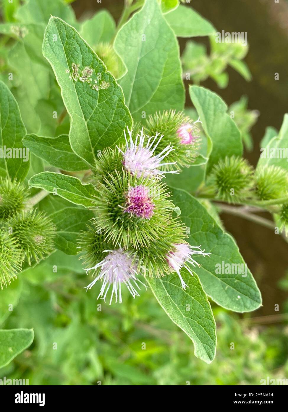 lesser burdock (Arctium minus) Plantae Stock Photo - Alamy