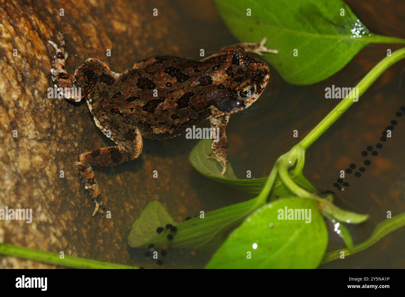 Fenoulhet's Toad (Poyntonophrynus fenoulheti) Amphibia Stock Photo - Alamy