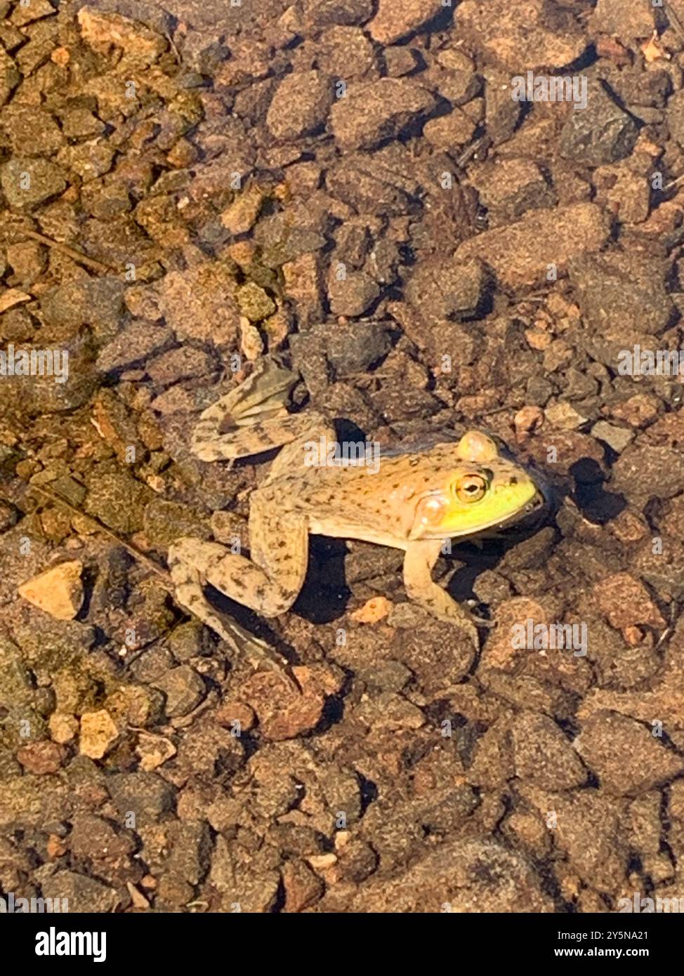 American Bullfrog (Lithobates catesbeianus) Amphibia Stock Photo - Alamy