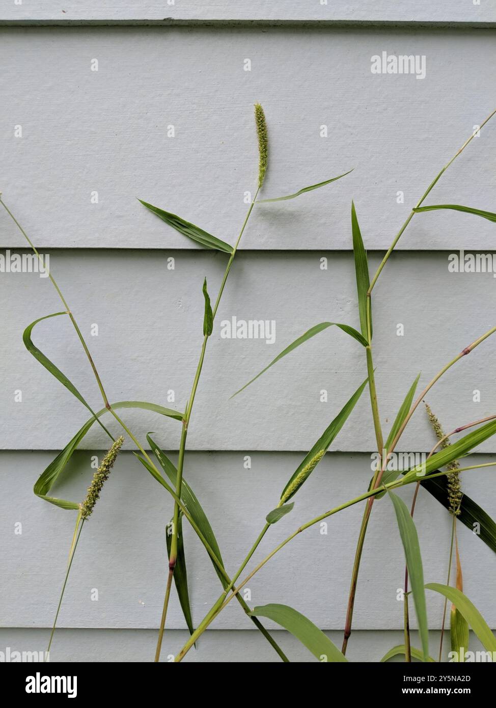 giant foxtail (Setaria faberi) Plantae Stock Photo - Alamy