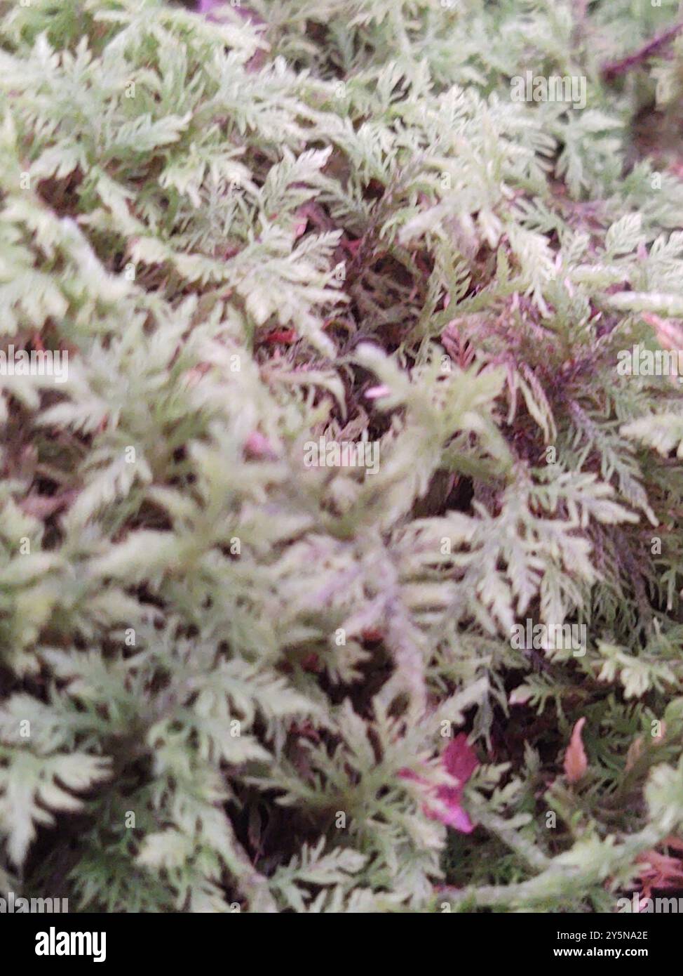delicate fern moss (Thuidium delicatulum) Plantae Stock Photo - Alamy