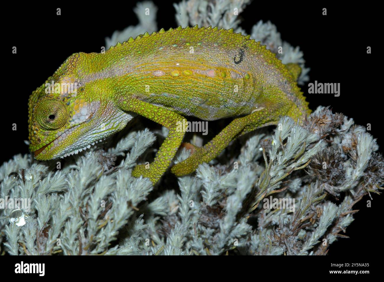 Cape Dwarf Chameleon (Bradypodion pumilum) Reptilia Stock Photo - Alamy