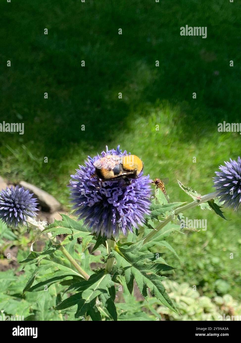 Nevada Bumble Bee (Bombus nevadensis) Insecta Stock Photo - Alamy