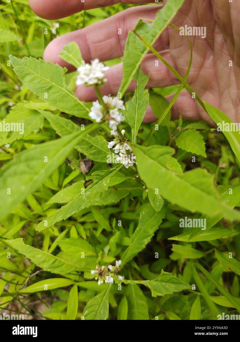 northern bugleweed (Lycopus uniflorus) Plantae Stock Photo - Alamy