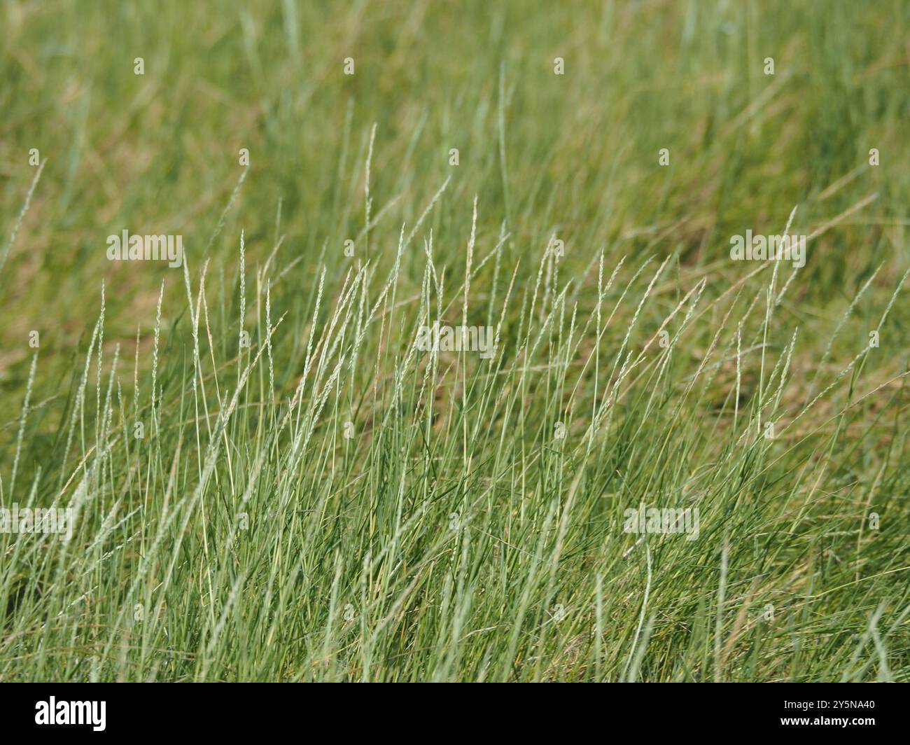 seashore dropseed (Sporobolus virginicus) Plantae Stock Photo - Alamy