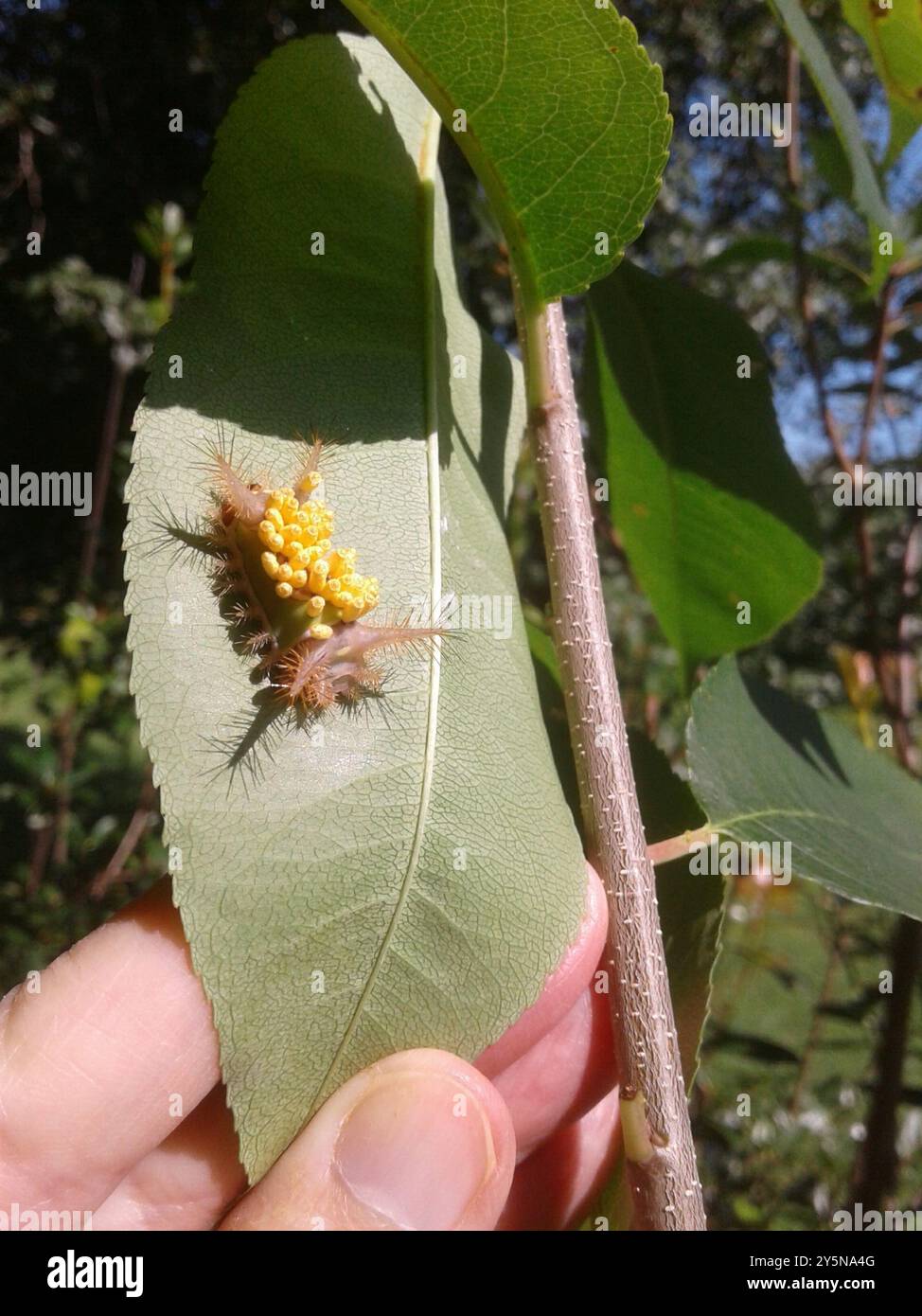 Saddleback Caterpillar Parasitoid Wasp (Cotesia empretiae) Insecta ...