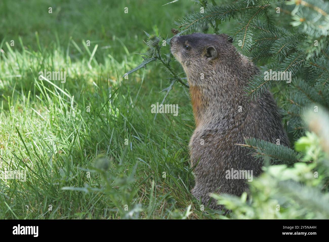 Groundhog (Marmota monax) Mammalia Stock Photo - Alamy