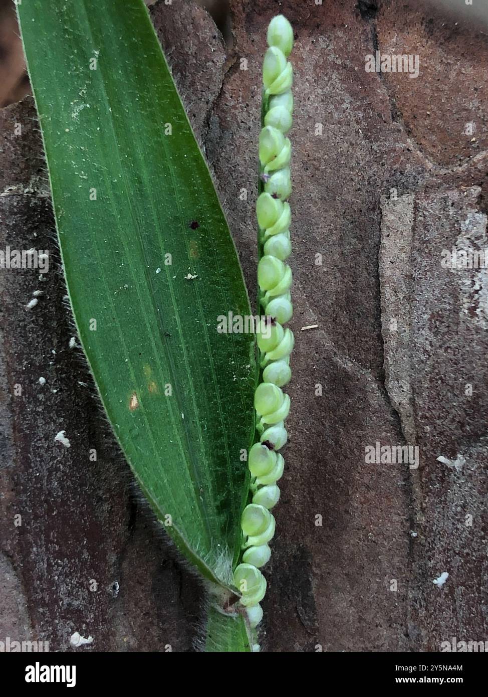 (Paspalum setaceum setaceum) Plantae Stock Photo - Alamy