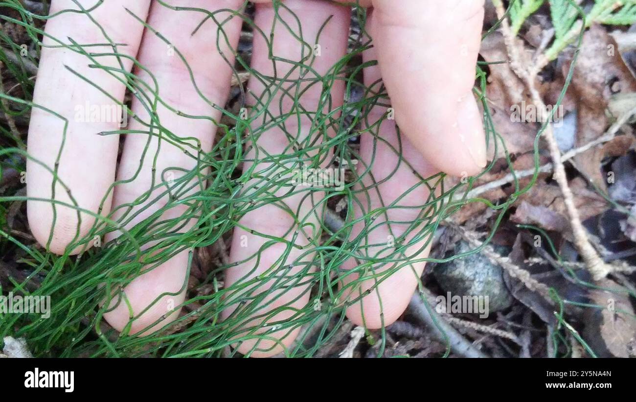 dwarf horsetail (Equisetum scirpoides) Plantae Stock Photo - Alamy