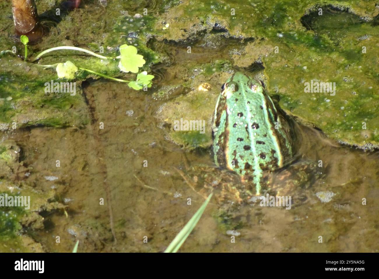 Water Frogs (Pelophylax) Amphibia Stock Photo - Alamy
