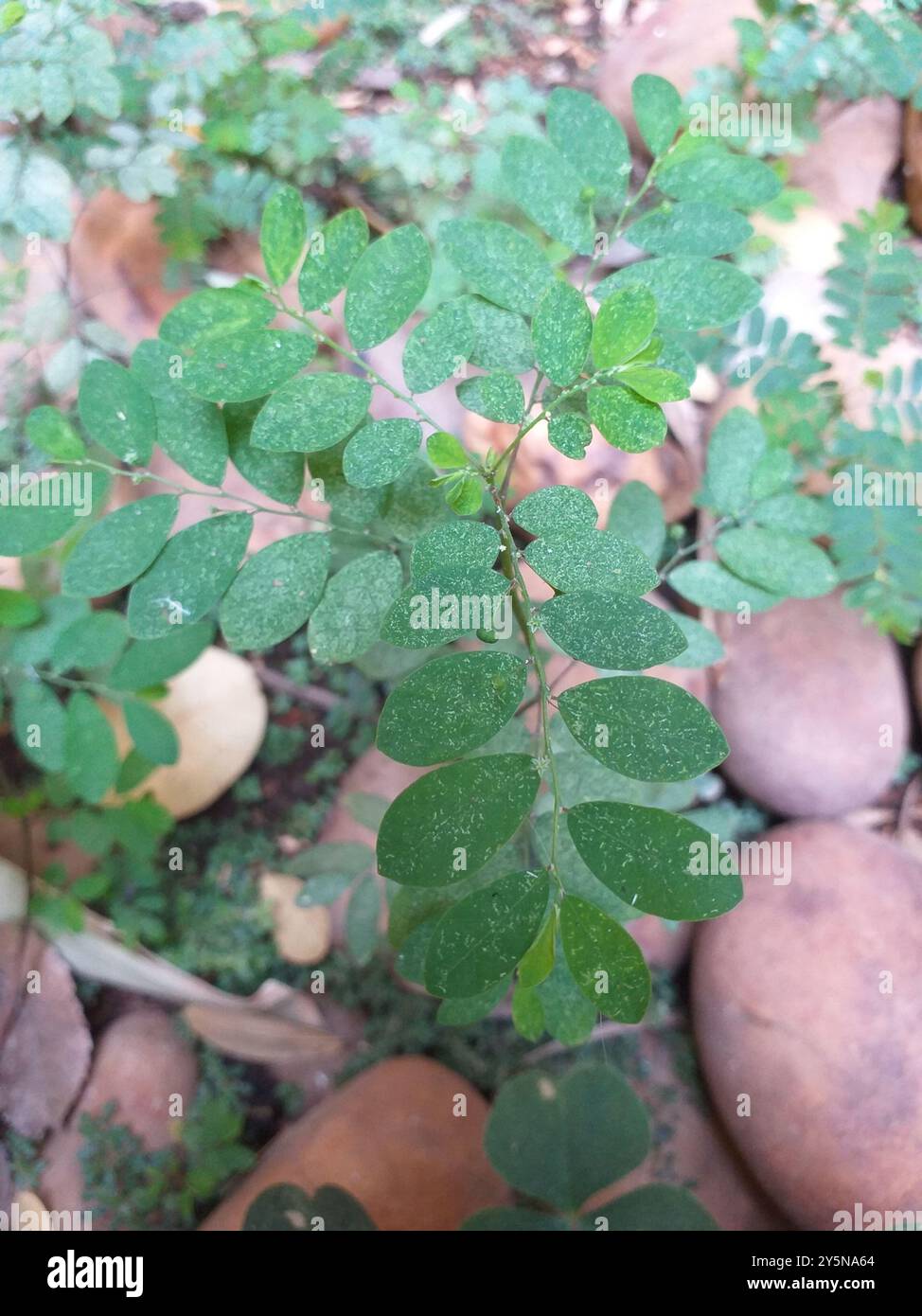 Mascarene Island leaf-flower (Phyllanthus tenellus) Plantae Stock Photo ...