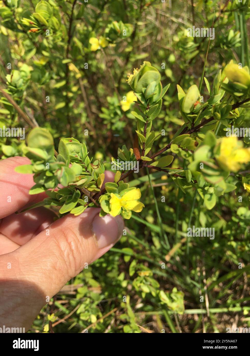 St. Andrew's cross (Hypericum hypericoides) Plantae Stock Photo - Alamy