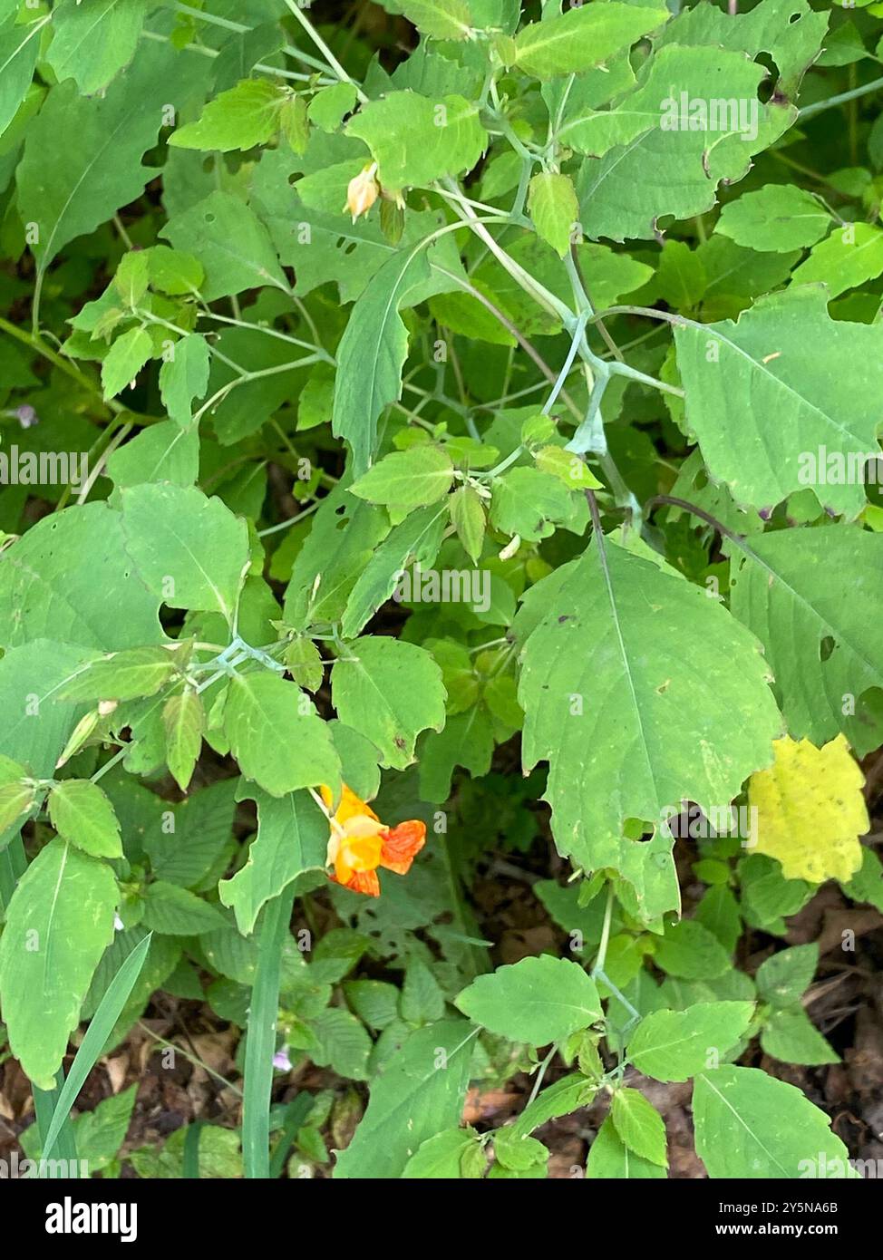 common jewelweed (Impatiens capensis) Plantae Stock Photo - Alamy