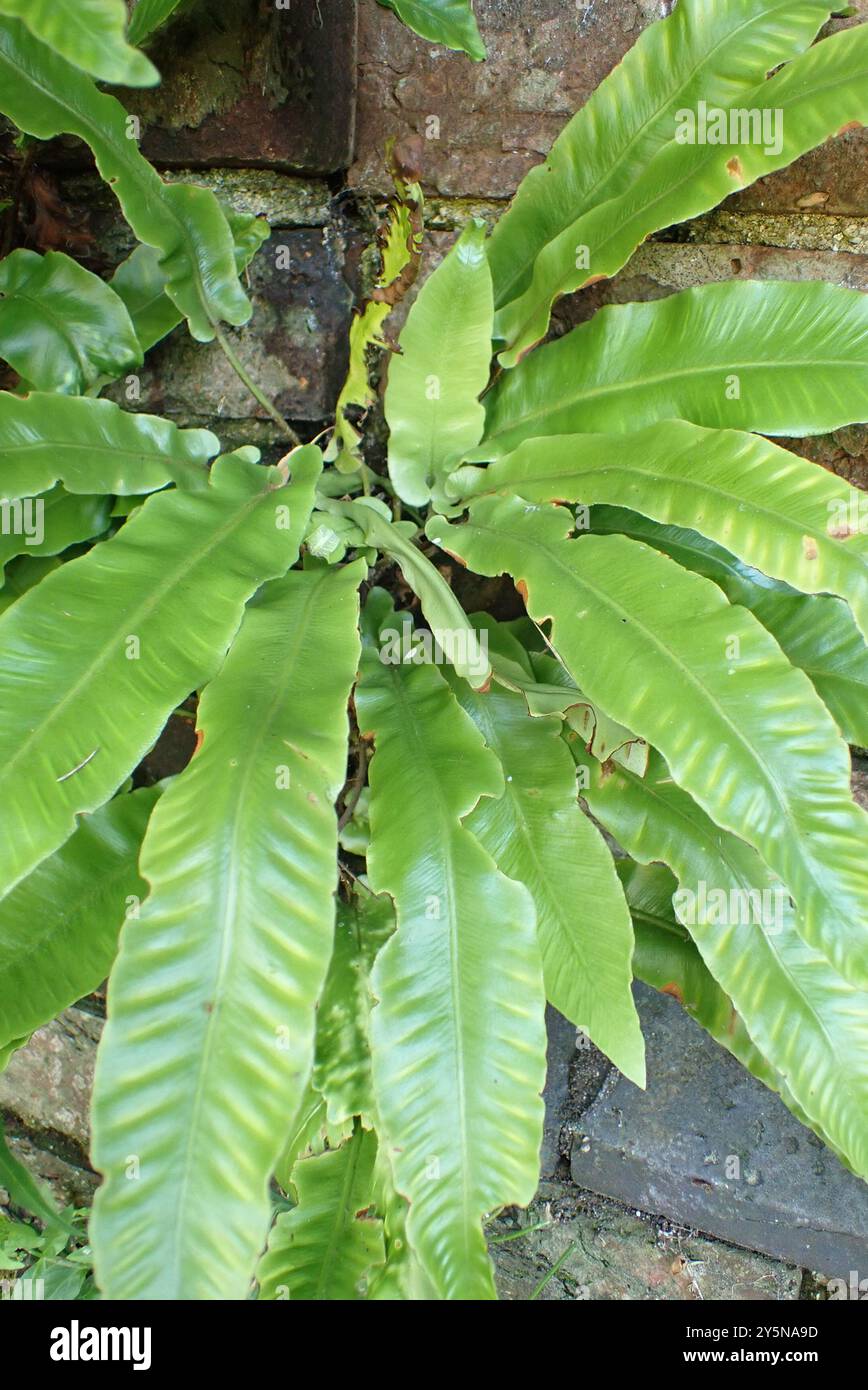 Hart's-tongue fern (Asplenium scolopendrium) Plantae Stock Photo - Alamy