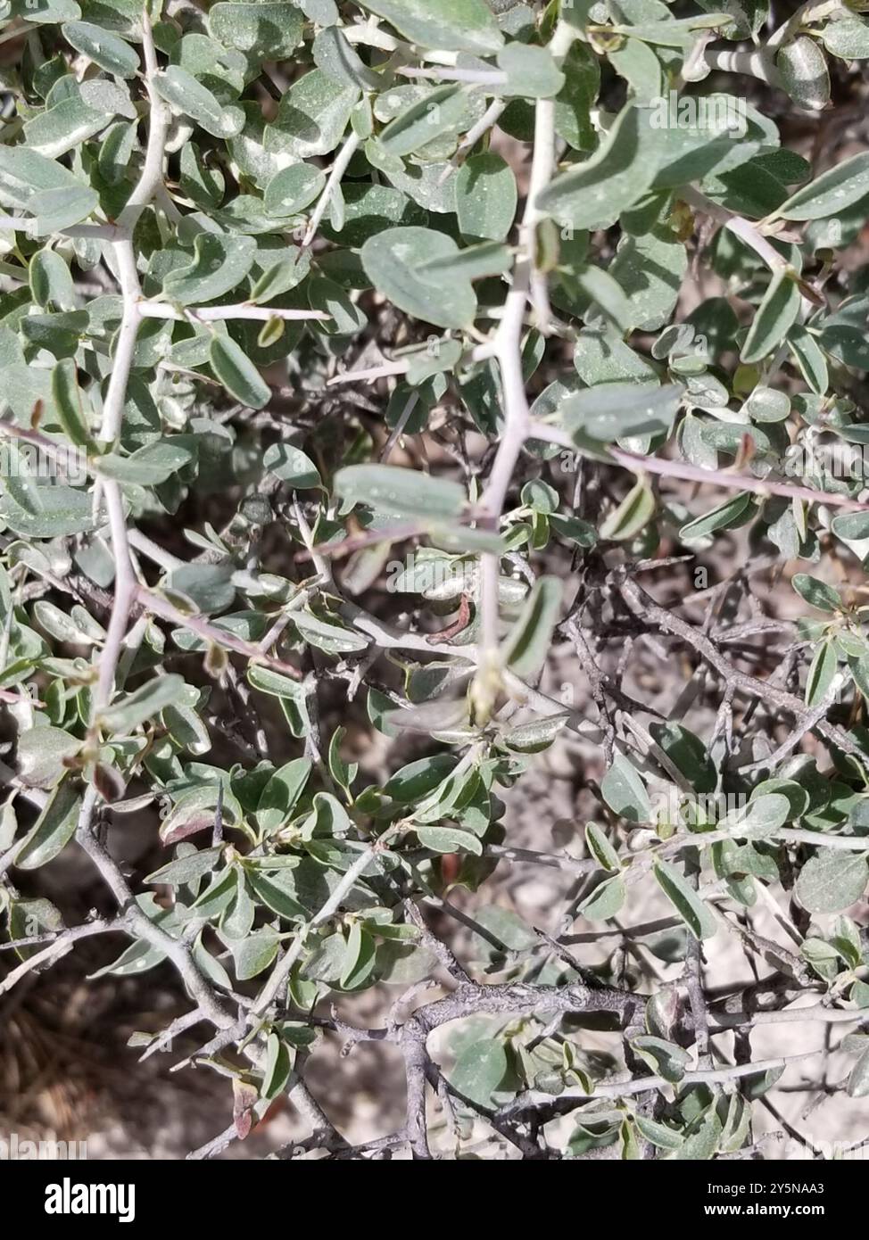 mountain whitethorn (Ceanothus cordulatus) Plantae Stock Photo - Alamy