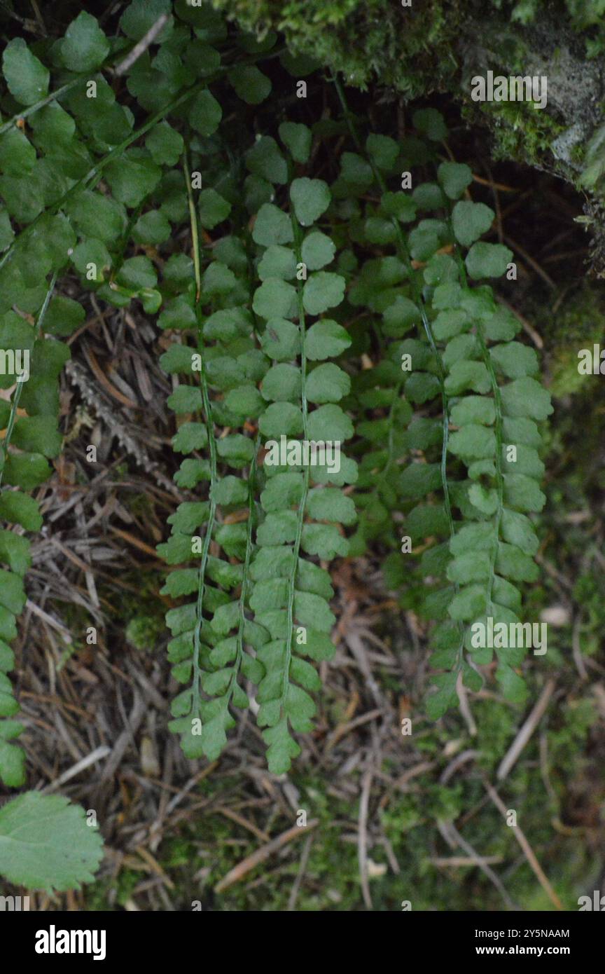 green spleenwort (Asplenium viride) Plantae Stock Photo - Alamy