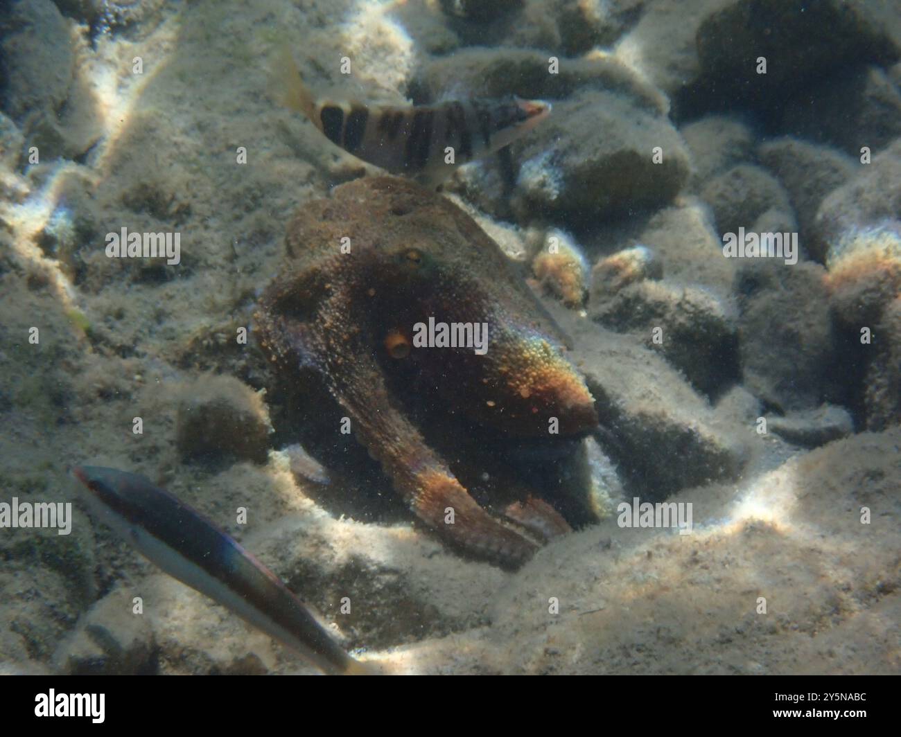 Mediterranean Rainbow Wrasse (Coris julis) Actinopterygii Stock Photo ...