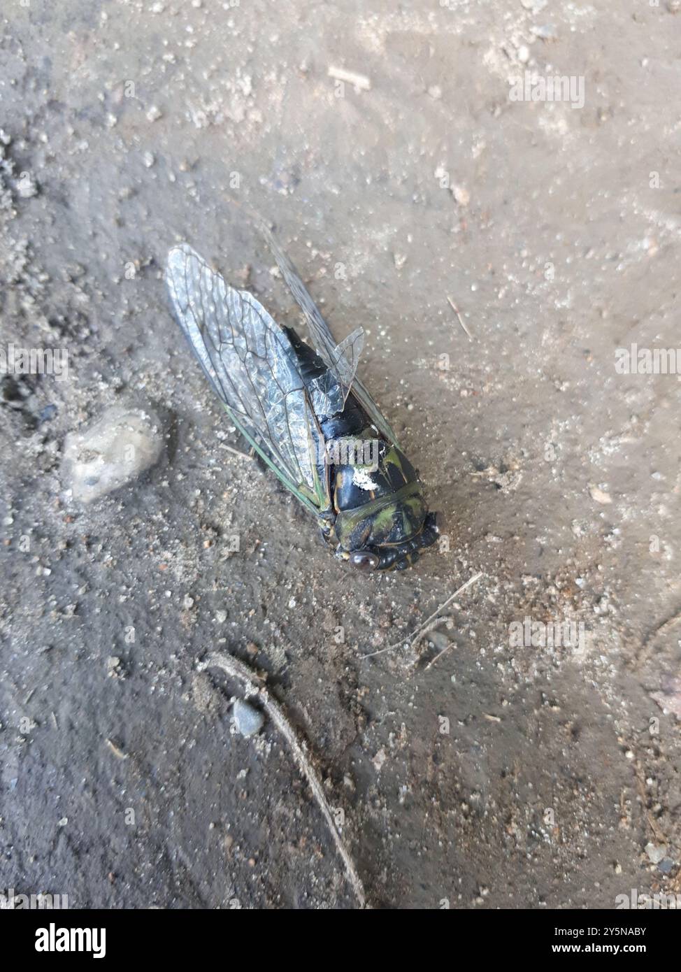 Northern Dog-day Cicada (Neotibicen canicularis) Insecta Stock Photo ...
