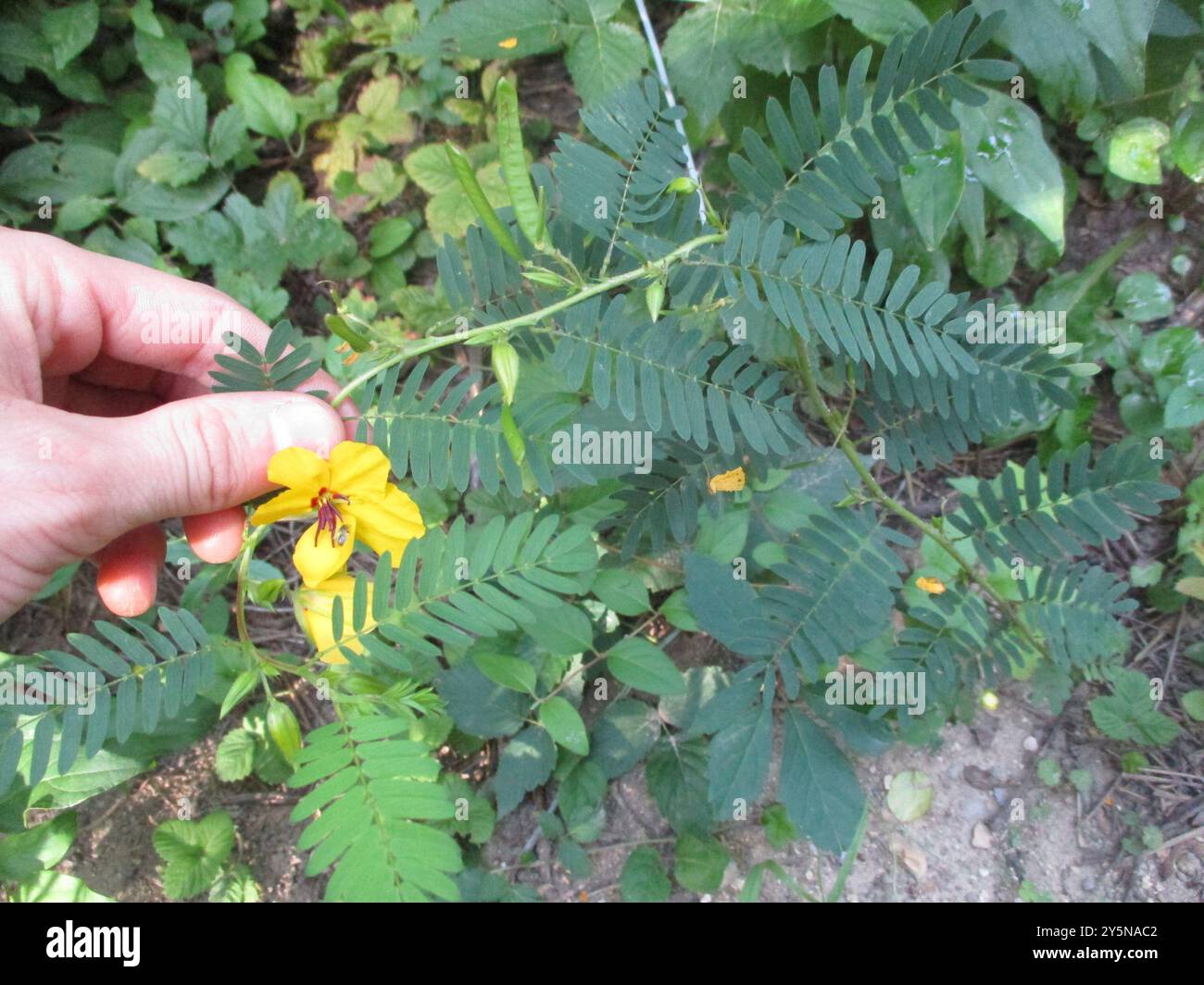 partridge pea (Chamaecrista fasciculata) Plantae Stock Photo - Alamy