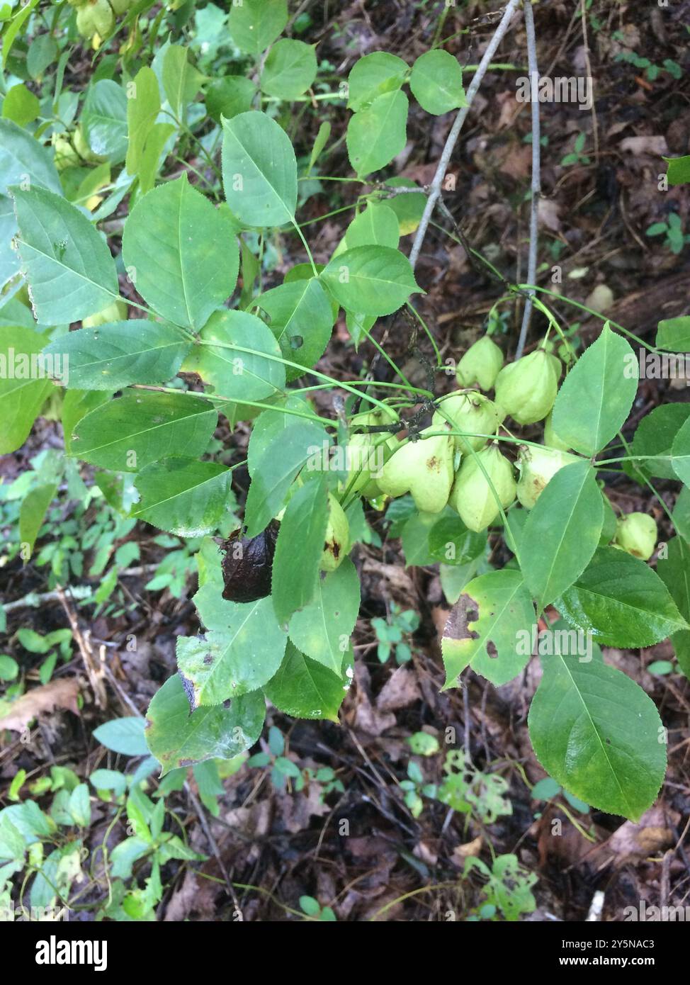 American bladdernut (Staphylea trifolia) Plantae Stock Photo - Alamy