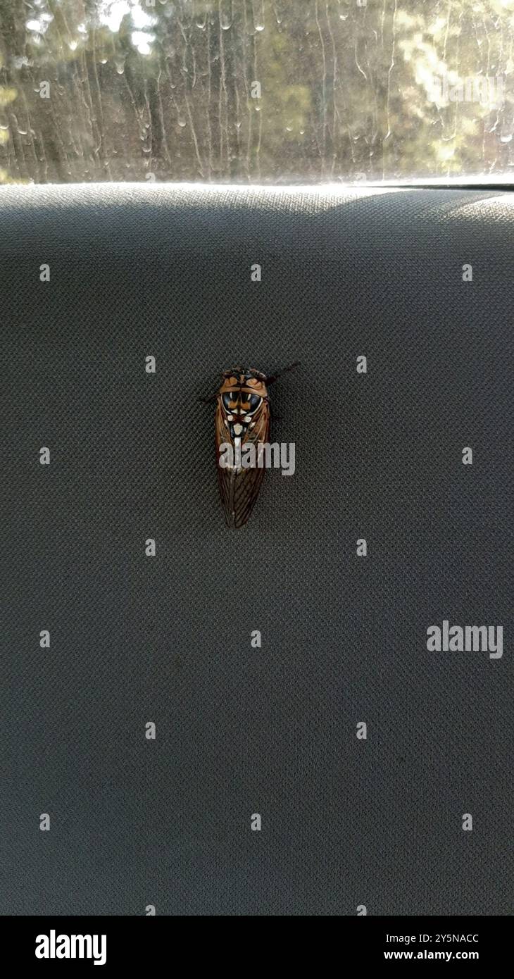 Bush Cicada (Megatibicen dorsatus) Insecta Stock Photo - Alamy