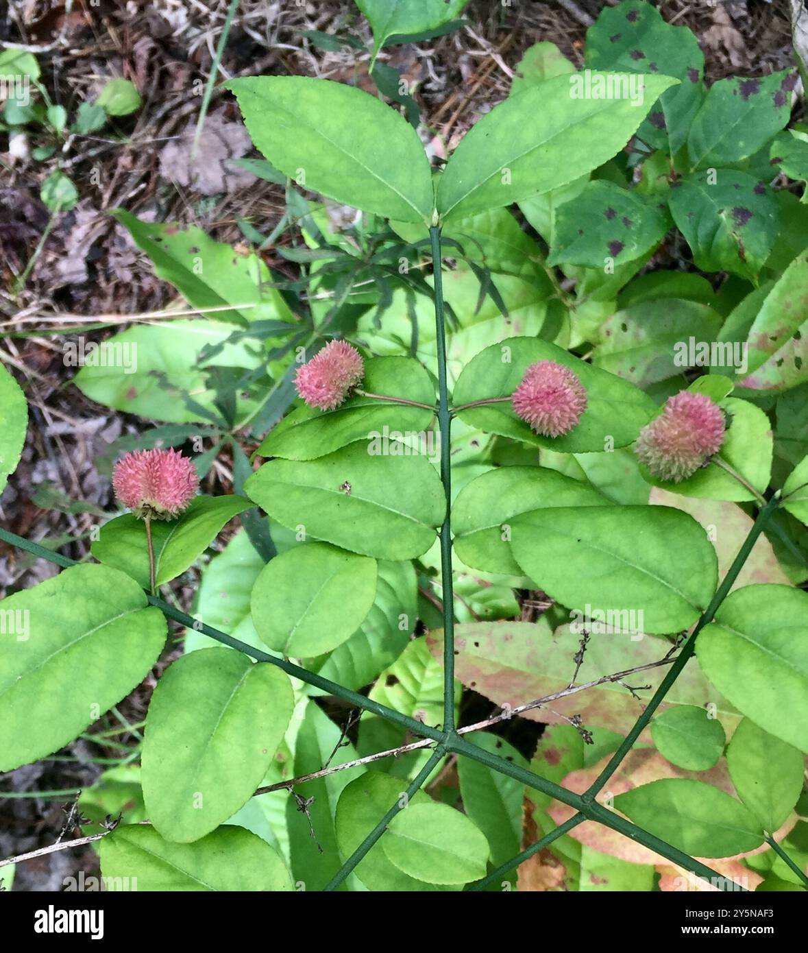 strawberry bush (Euonymus americanus) Plantae Stock Photo - Alamy
