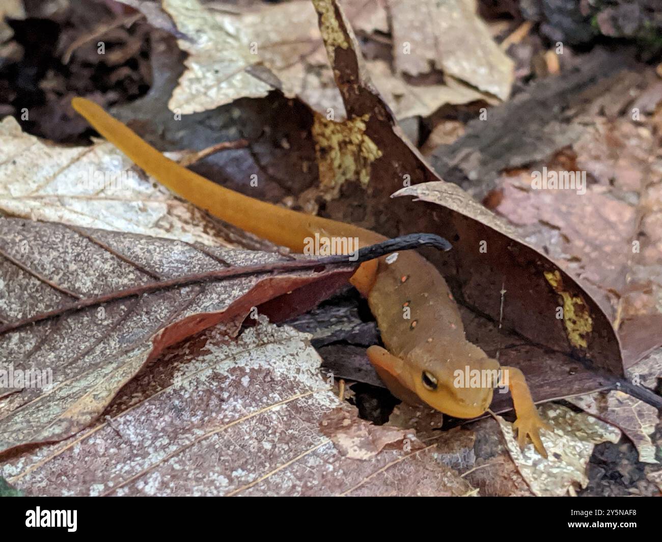 Eastern Newt (Notophthalmus viridescens) Amphibia Stock Photo - Alamy
