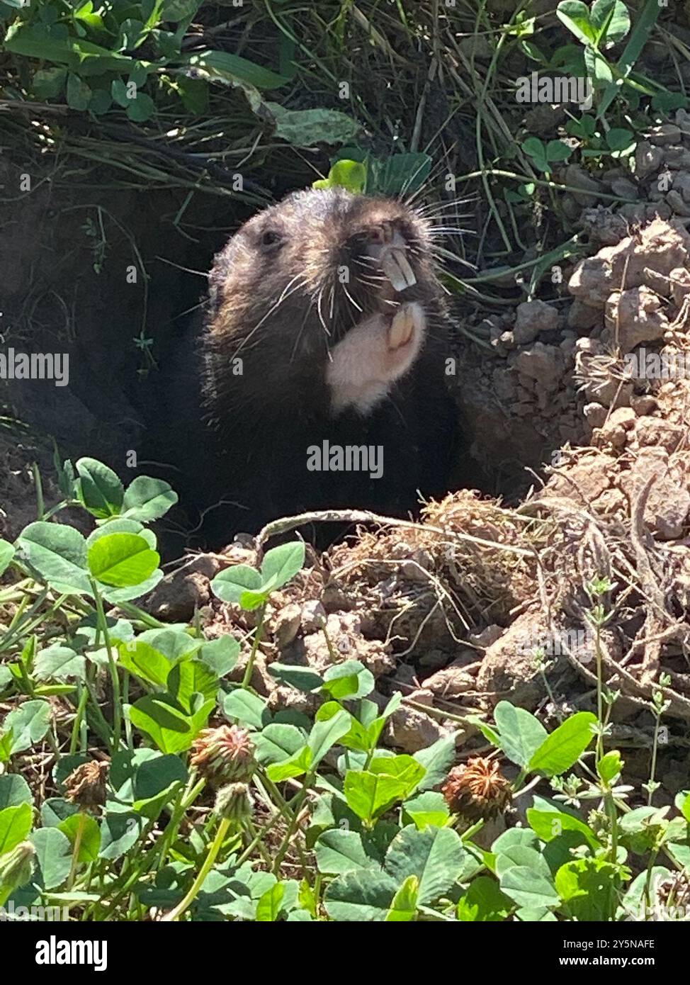 Camas Pocket Gopher (Thomomys bulbivorus) Mammalia Stock Photo - Alamy