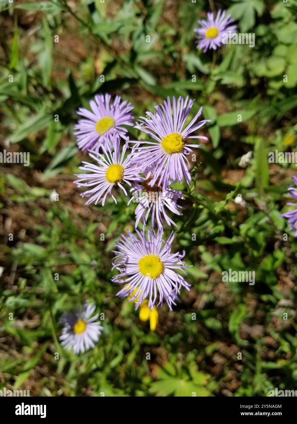aspen fleabane (Erigeron speciosus) Plantae Stock Photo - Alamy