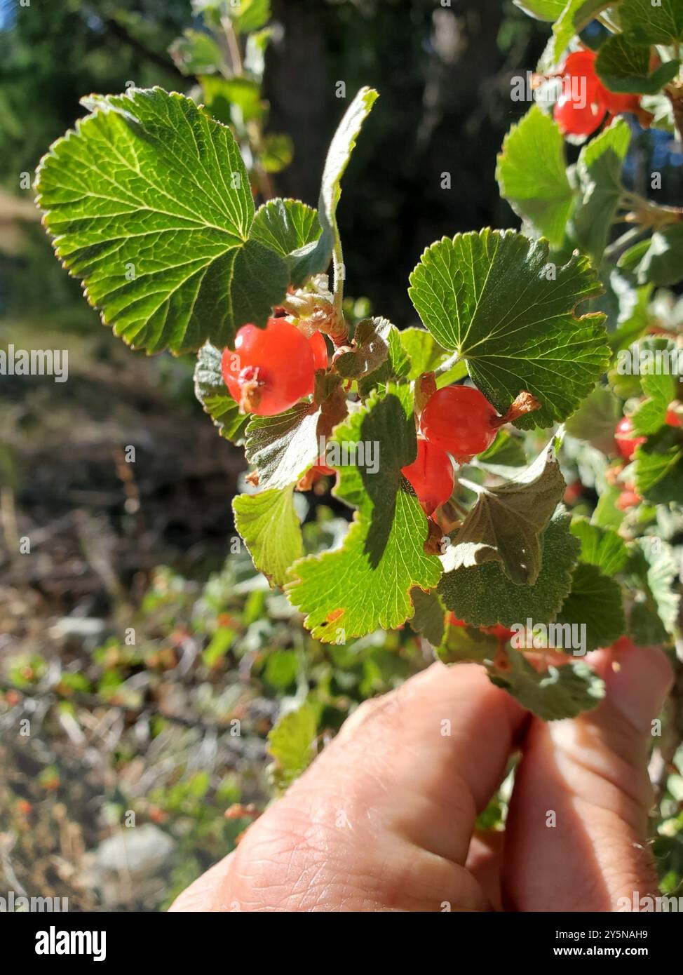 wax currant (Ribes cereum) Plantae Stock Photo - Alamy