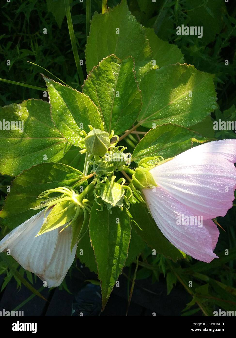 swamp rose mallow (Hibiscus moscheutos) Plantae Stock Photo - Alamy
