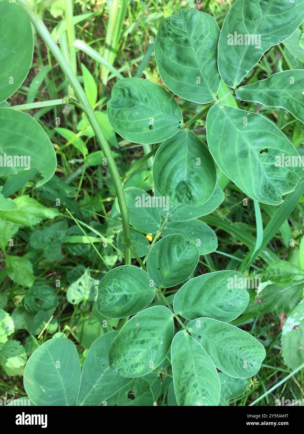 American Sicklepod (Senna obtusifolia) Plantae Stock Photo - Alamy