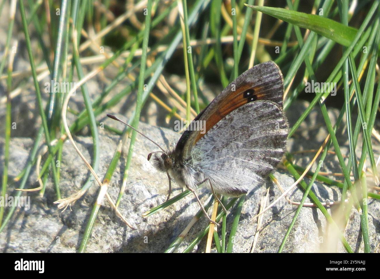 Common Brassy Ringlet (Erebia cassioides) Insecta Stock Photo - Alamy