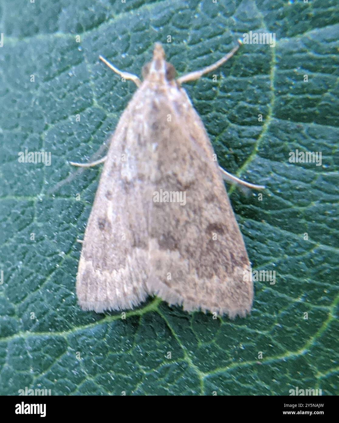 Garden Webworm Moth (Achyra rantalis) Insecta Stock Photo - Alamy