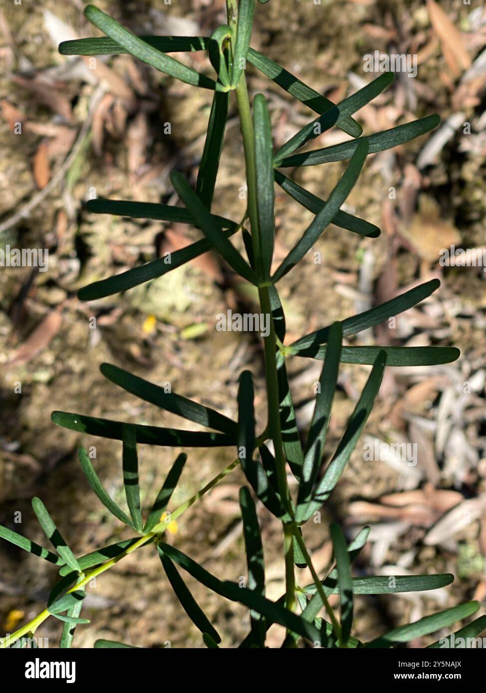 Golden Glory Pea (Gompholobium latifolium) Plantae Stock Photo - Alamy