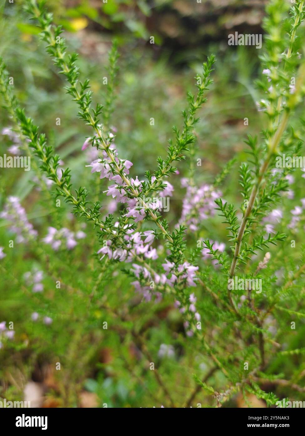 common heather (Calluna vulgaris) Plantae Stock Photo - Alamy
